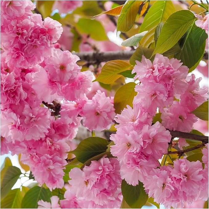 Cheal's Weeping Pink Flowering Cherry Tree 4-5ft,P.Serrulata Kiku ...