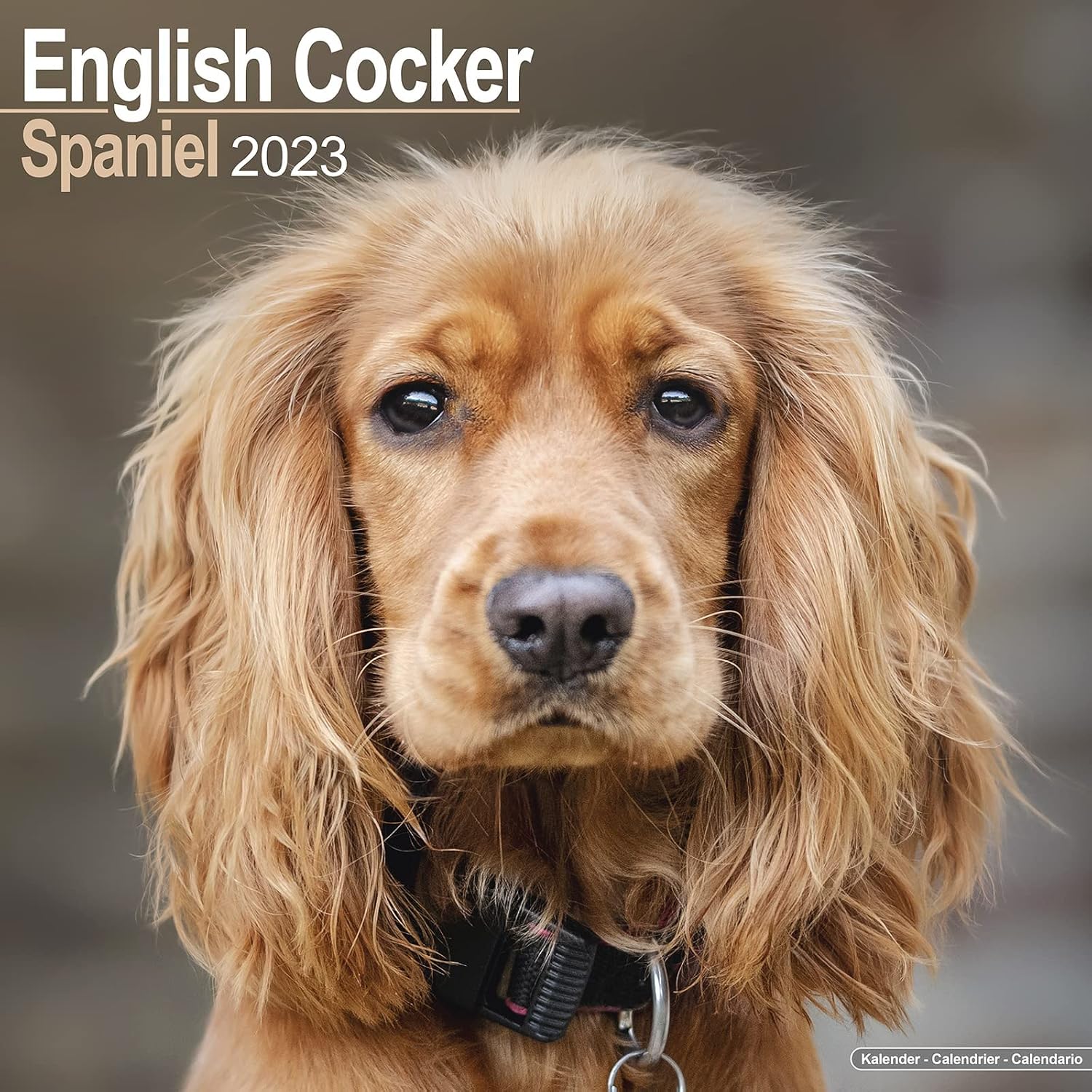 English Cocker Spaniel Calendar 2023 | Square Dog Breed Wall Calendar ...