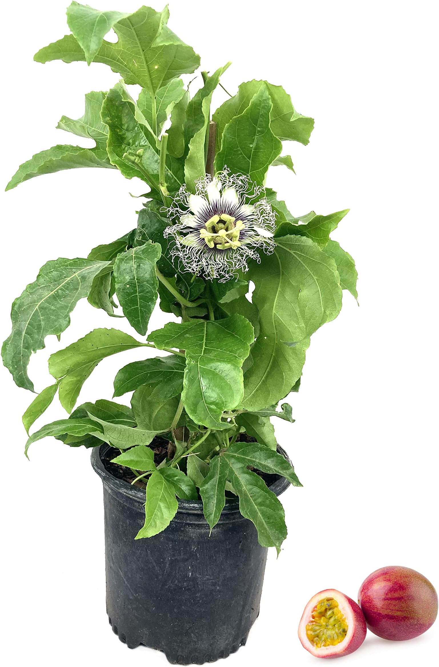 Amazon.com : Guava Tree, Pink Guava Tree Live Plant, 4"-10" in Tall ...