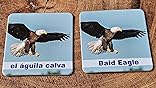 Amazon.com: 72 (36 Pairs) Spanish English Bilingual Animal Memory ...