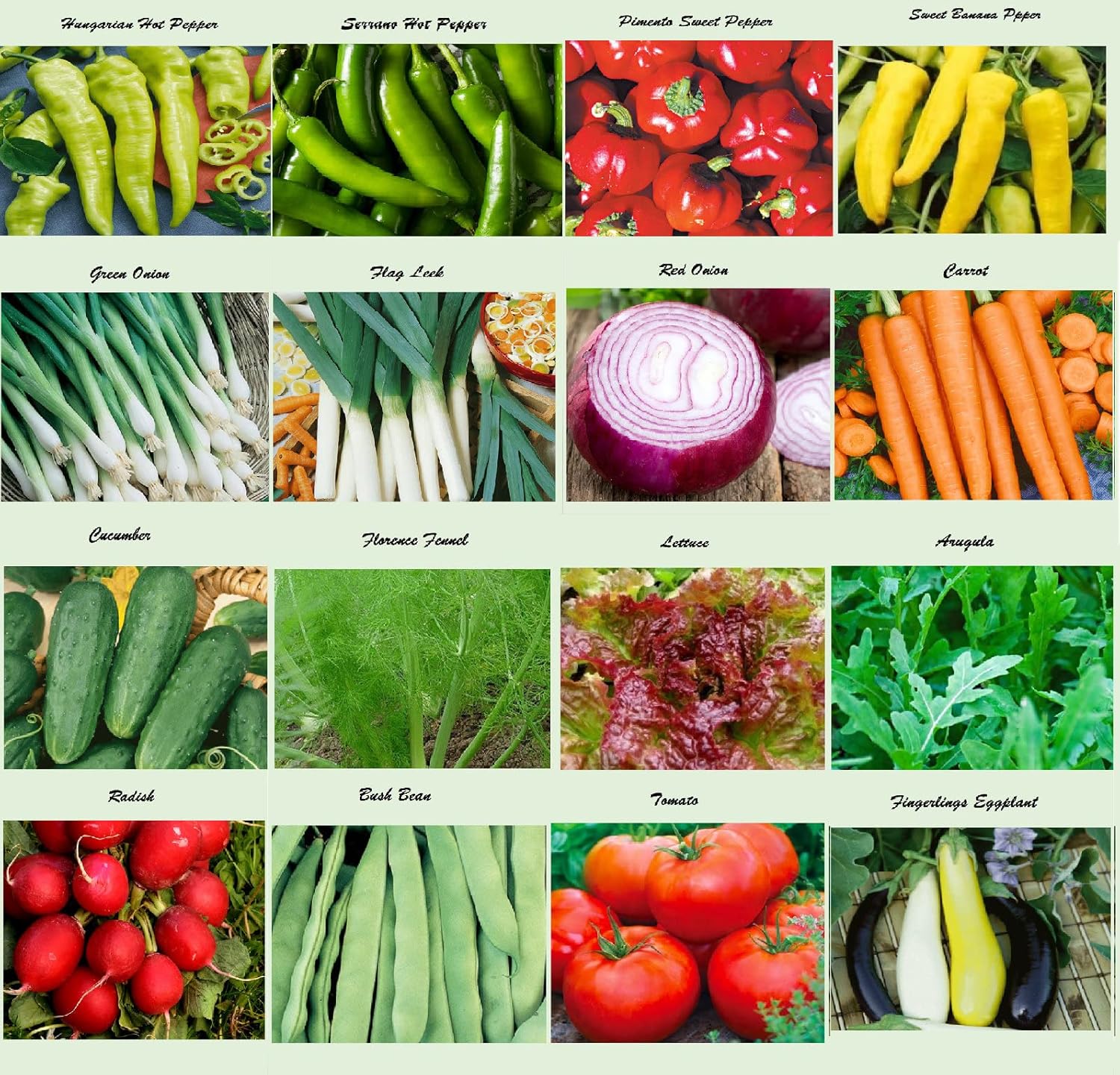 Vegetable seeds grow in rainy season (300 seeds) : Amazon.in: Garden & Outdoors