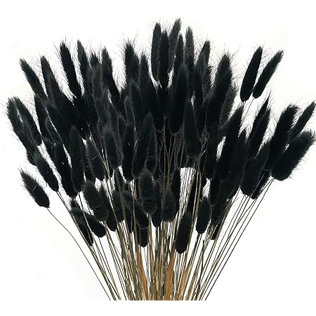 Amazon.com: XHXSTORE 120pcs Black Dried Bunny Tails Flowers Mini Pampas ...
