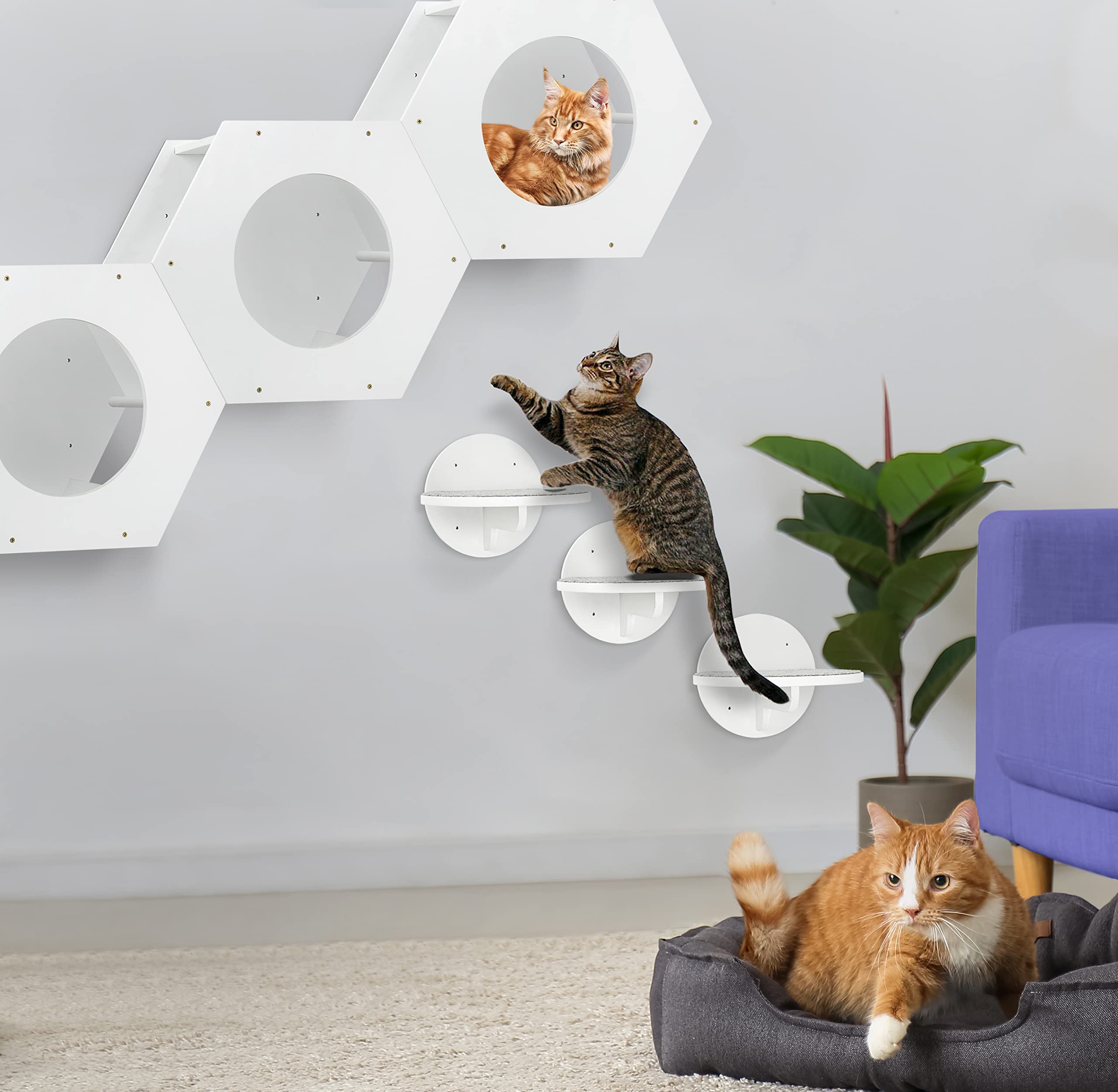 Cat House Wall Mount, Cat Shelves and Perches for Fit Up to 10Lbs with ...