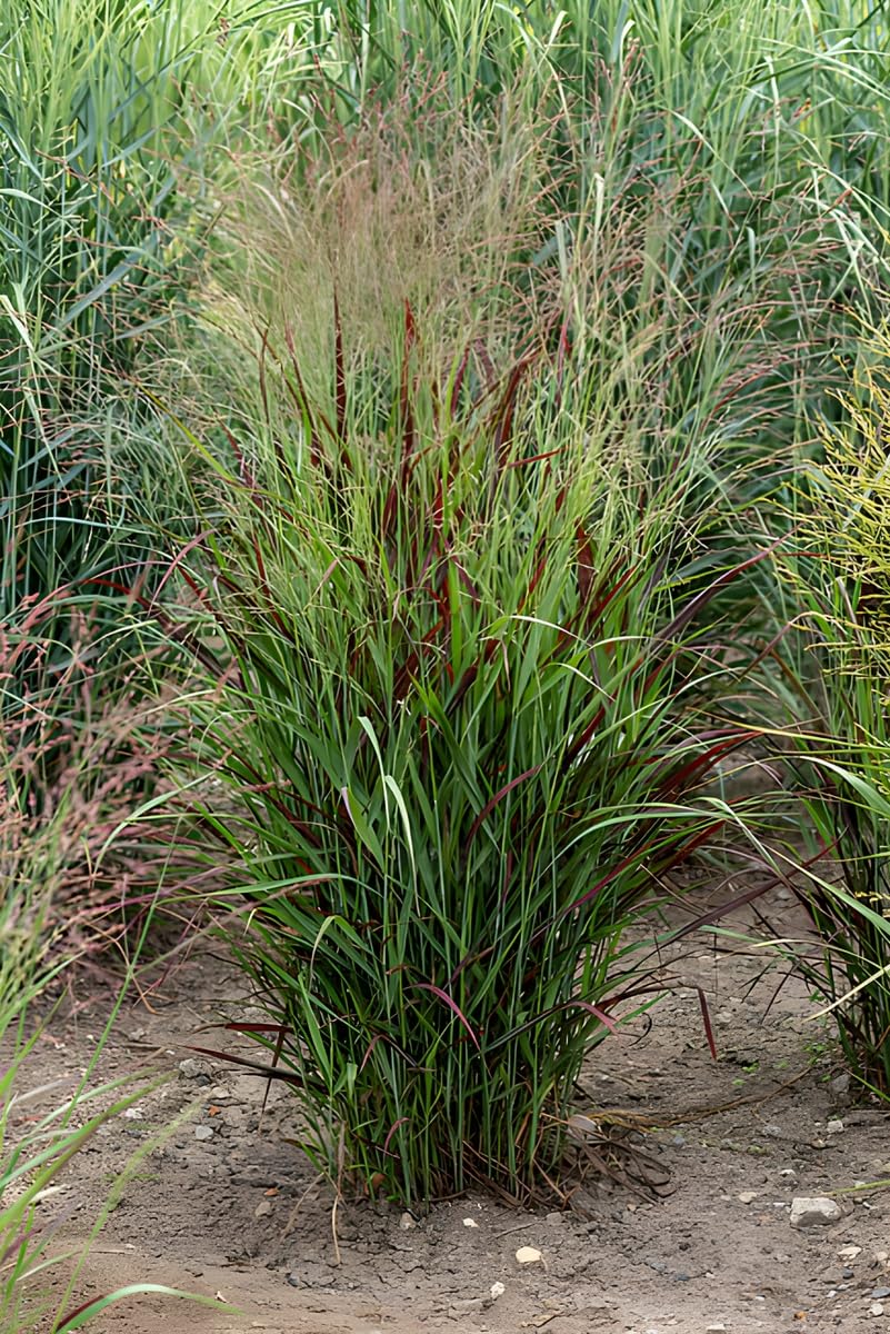 Images Of Ornamental Grass