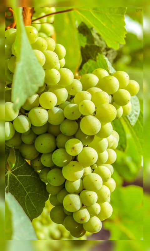 Green Grapes Wallpaper Hd