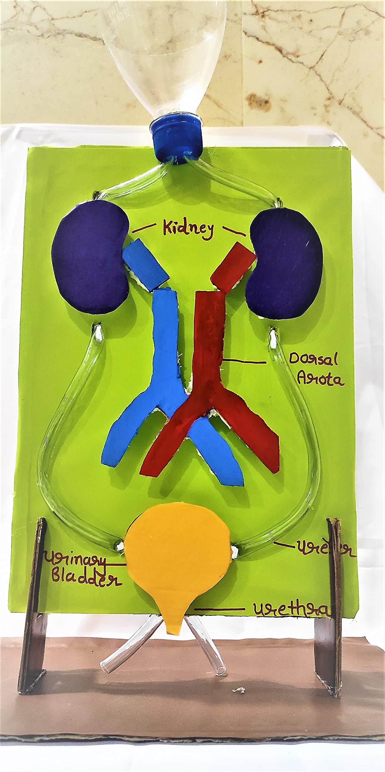 Excretory System Model Project