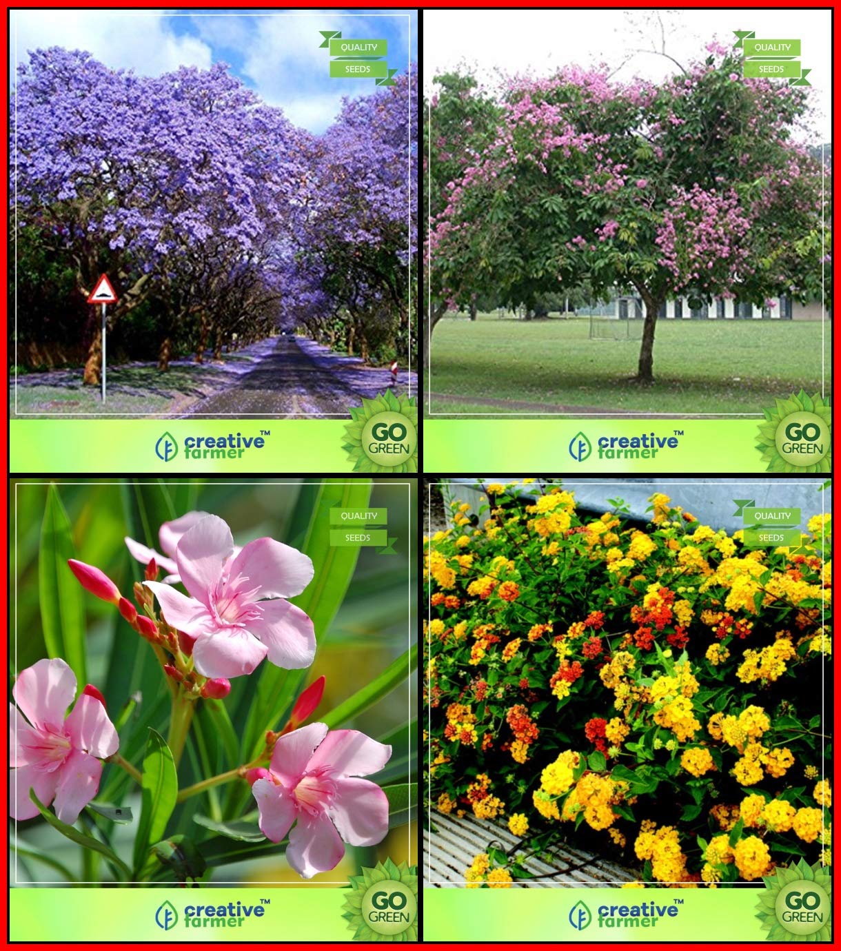Buy Creative Farmer Summer Combo Tree : Jacaranda, Pride Of India ...