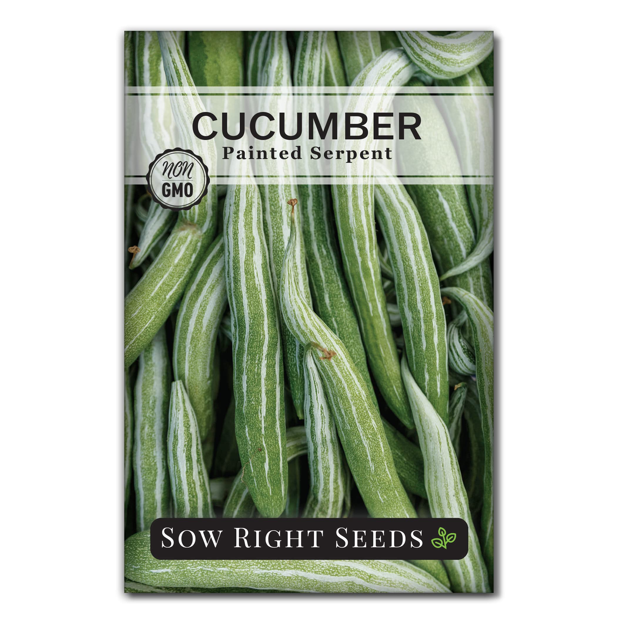 Amazon.com : Sow Right Seeds - Painted Serpent Cucumber Seeds for ...