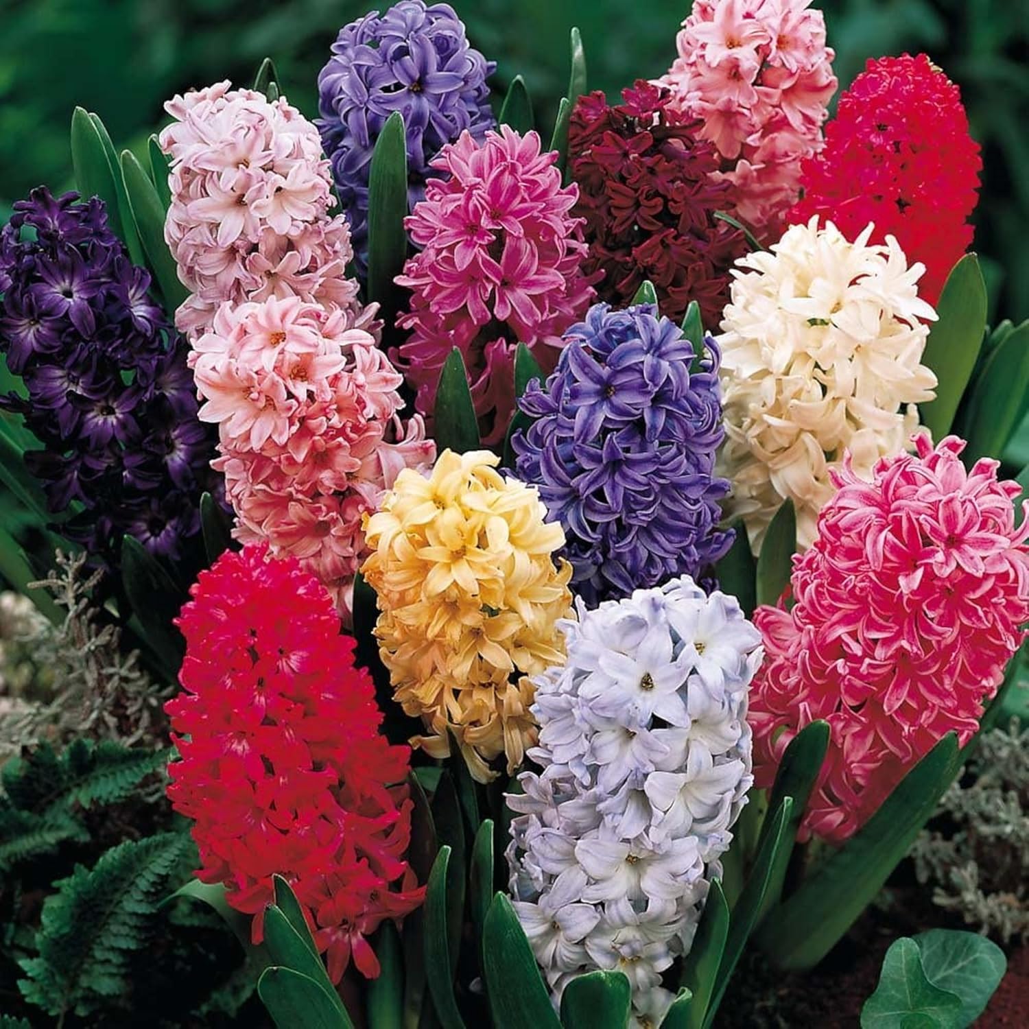 Amazon.com : Hyacinth Flower Bulbs, Mixed Hyacinths Bulbs, 5 Bulb Pack ...