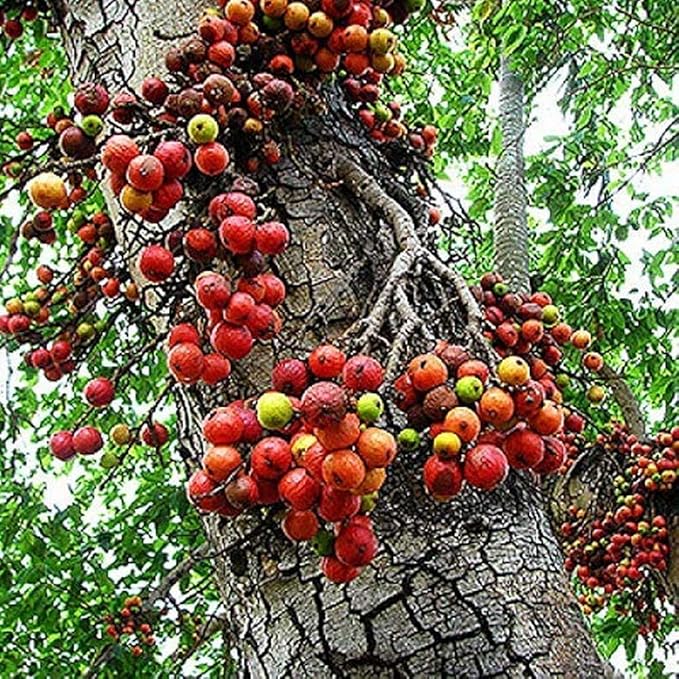 Creative Farmer Climber Live Plant Gular-Ficus Racemosa-Cluster Fig ...