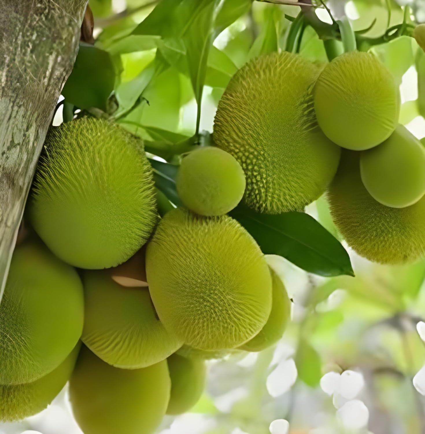 Green view®"Seedless Jackfruit" Thai Green Variety Medium size fruit ...