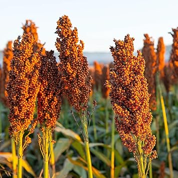 Amazon.com : 300+ Mennonite Sweet Sorghum Sugar Cane Seeds for Planting ...
