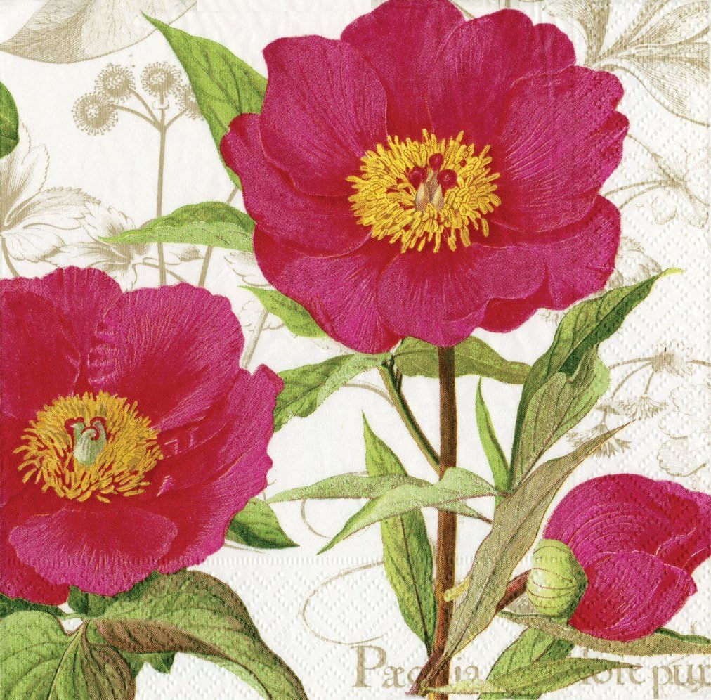 Amazon.com | Entertaining with Caspari Victorian Peony Paper Luncheon ...