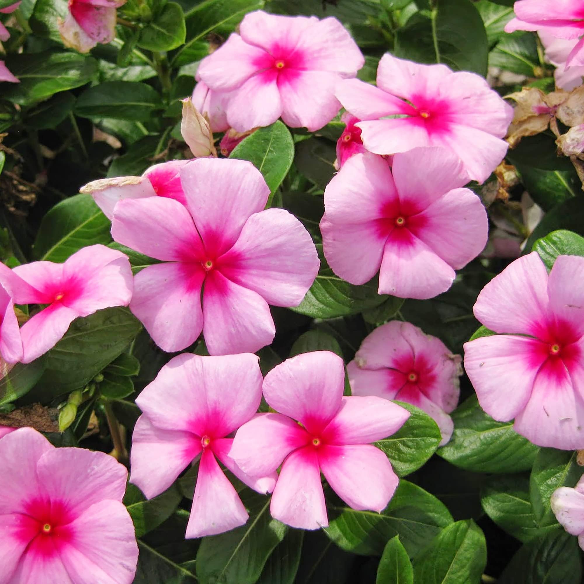 Amazon.com : Catharanthus Roseus Seeds Rosy Periwinkle Perennial Annual ...