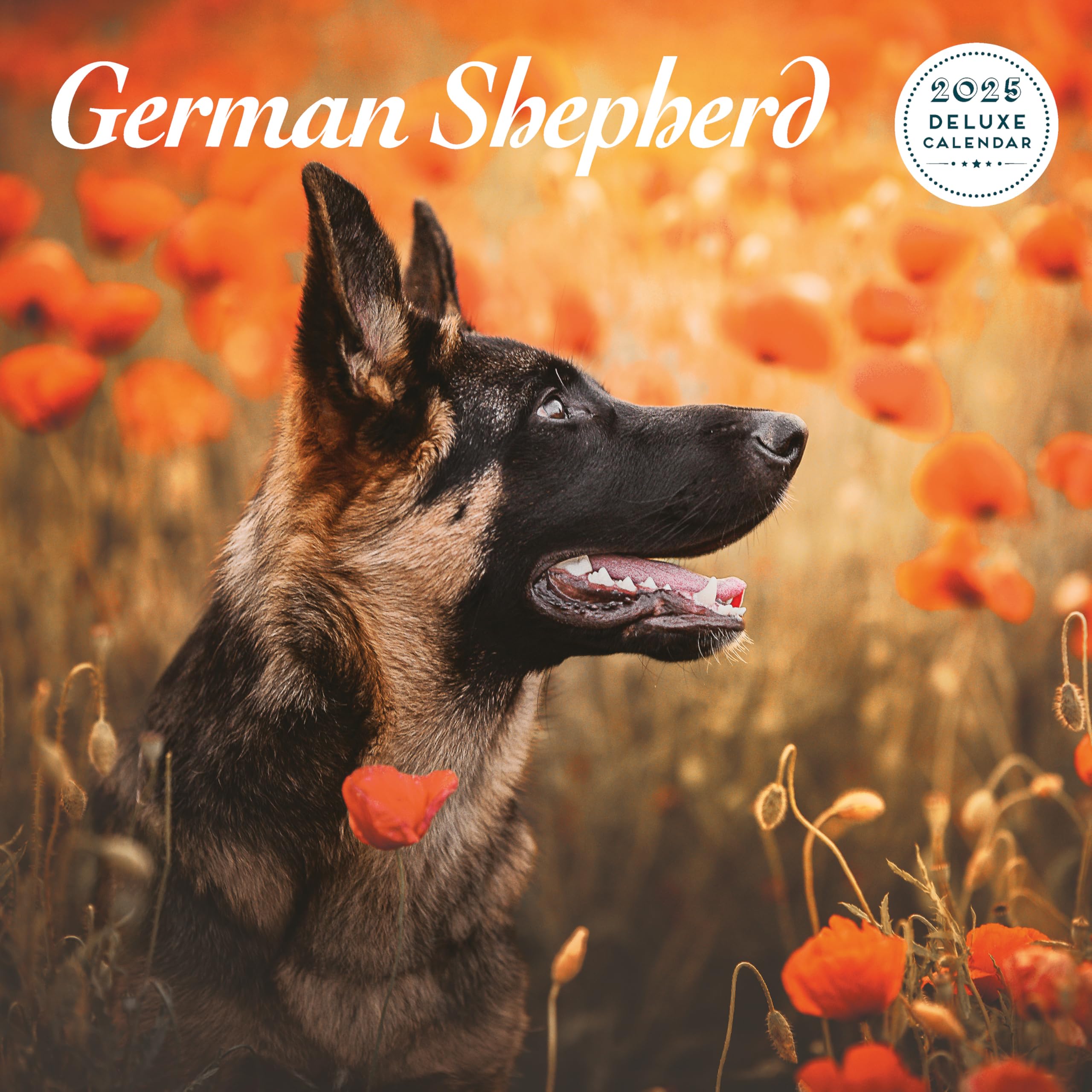 German Shepherd 2025 Deluxe Calendar - BigaMart