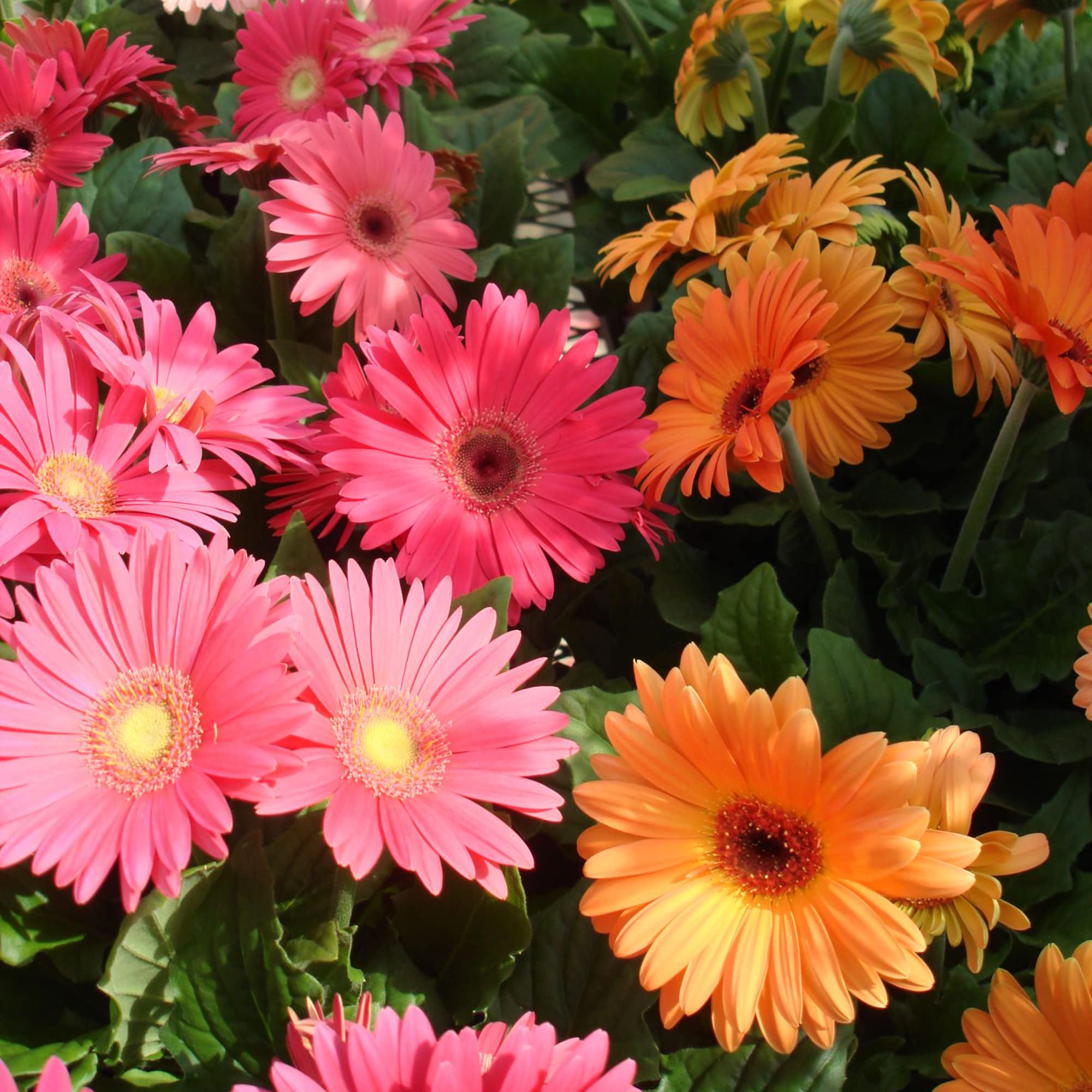 Amazon.com : Gerbera Daisy Seeds Annual Perennial Low Maintenance Cut ...