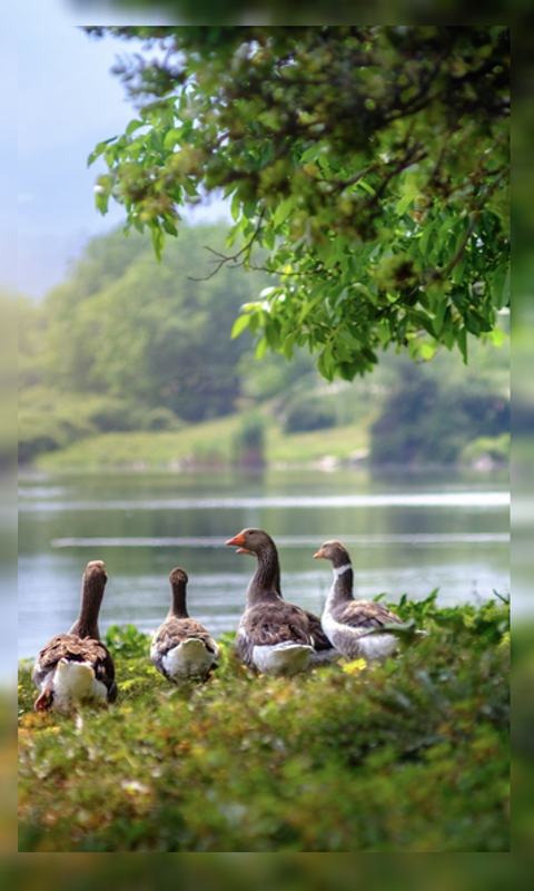 4K Duck Wallpaper HD - App on Amazon Appstore