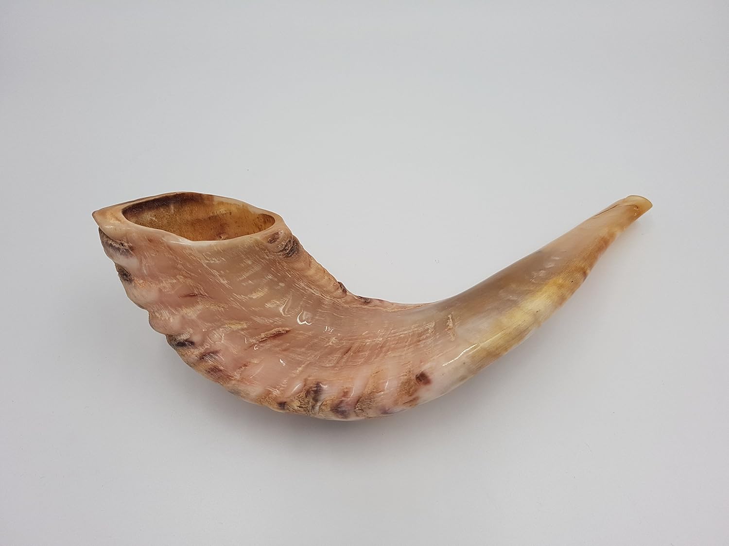 Amazon.com: SALE Kosher Rams Ram Horn Natural Shofar From Israel Chofar ...