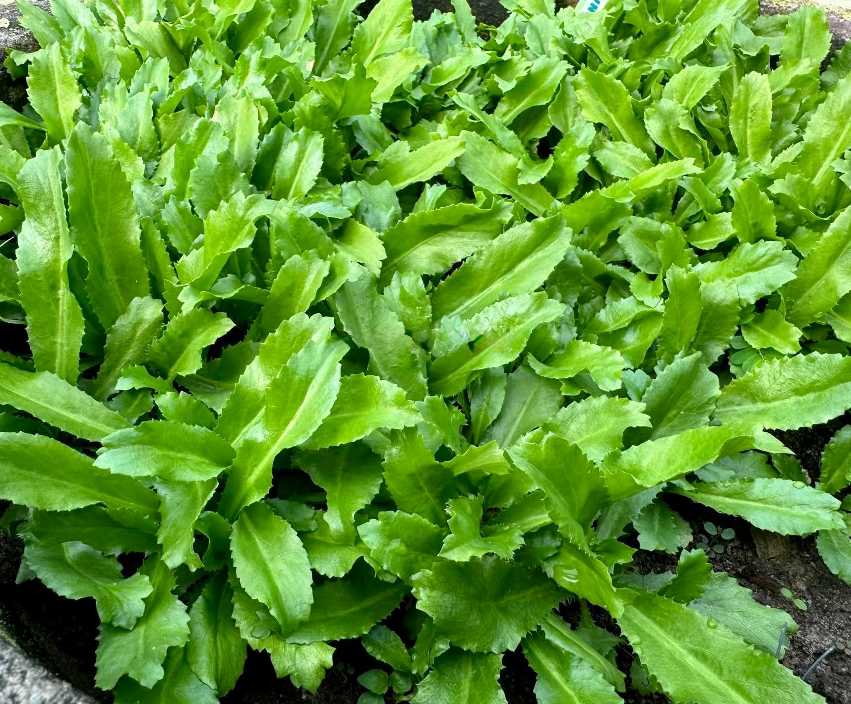 Amazon.com : 500+ Culantro Seeds - NGO GAI - Parsley Mexican Coriander ...