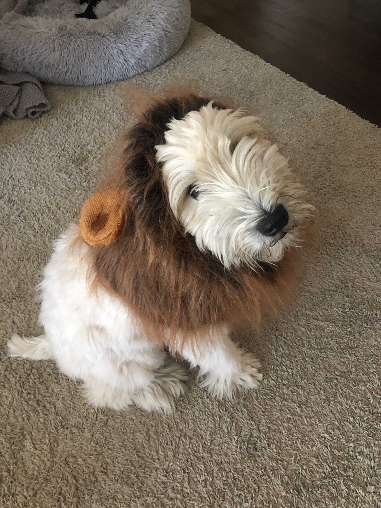 $3/mo - Finance Dog Lion Mane - Halloween Realistic & Funny Lion Mane ...