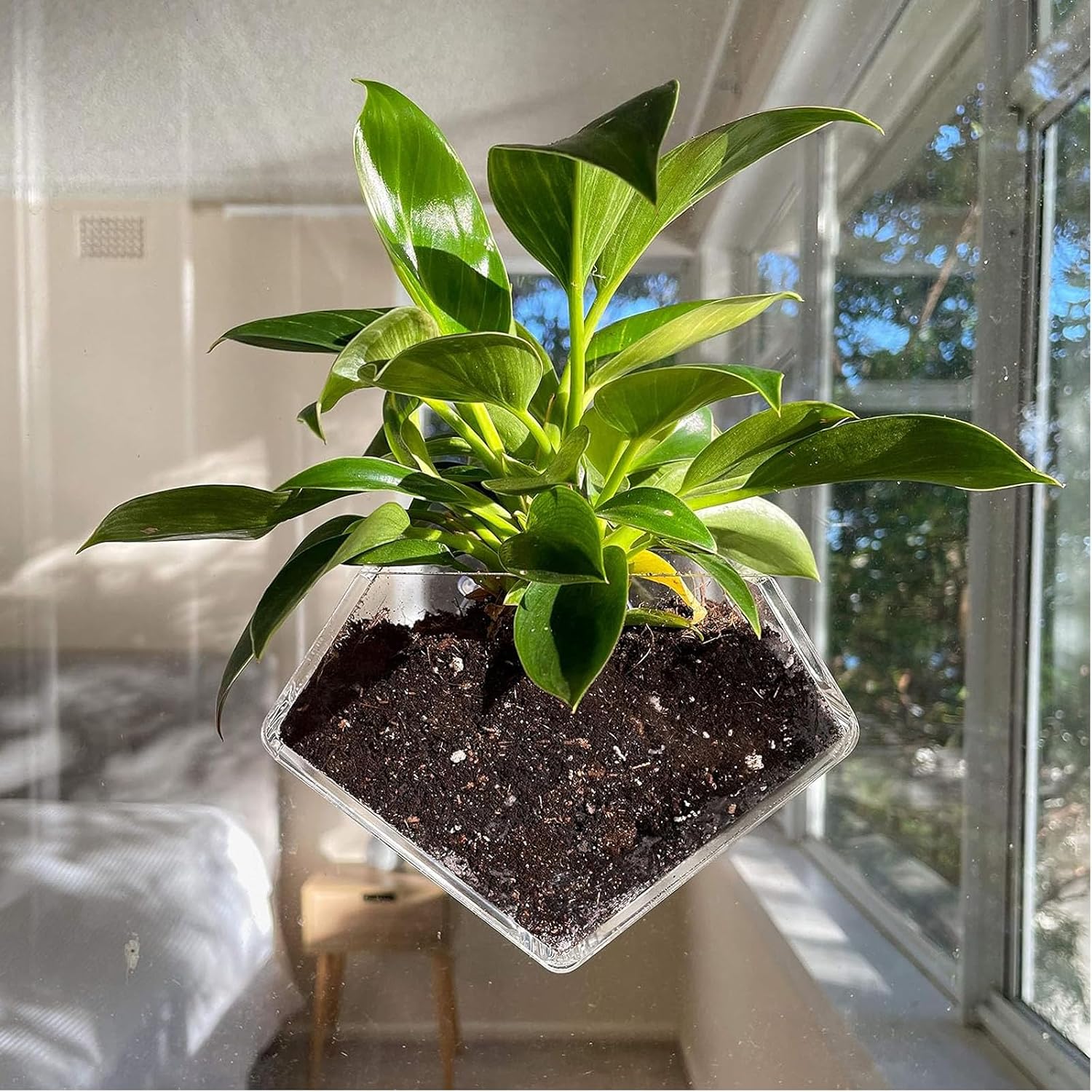 Amazon.com: wdcfxy Transparent Acrylic Diamond Shape Suction Cup Window ...