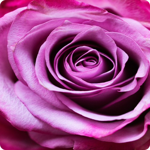 Pink Wallpapers and Backgrounds - App on Amazon Appstore