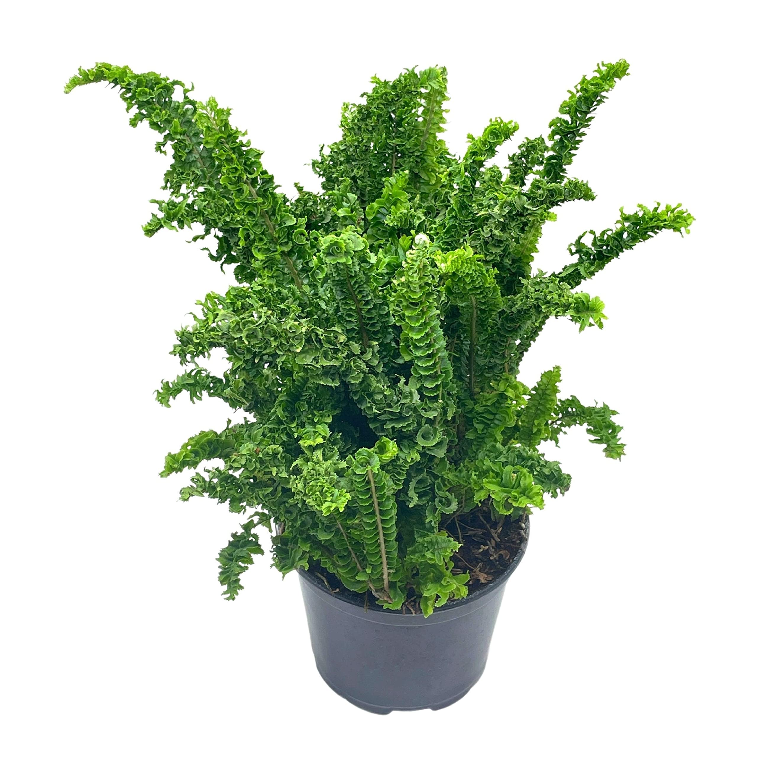 Amazon.com : BubbleBlooms Curly Boston Fern, in a 6 inch Pot ...