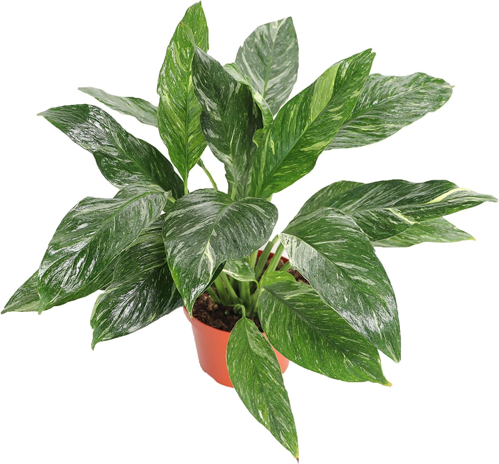 Amazon.com : Hopewind Plants Shop Spathyphyllium Domino - Variegated ...
