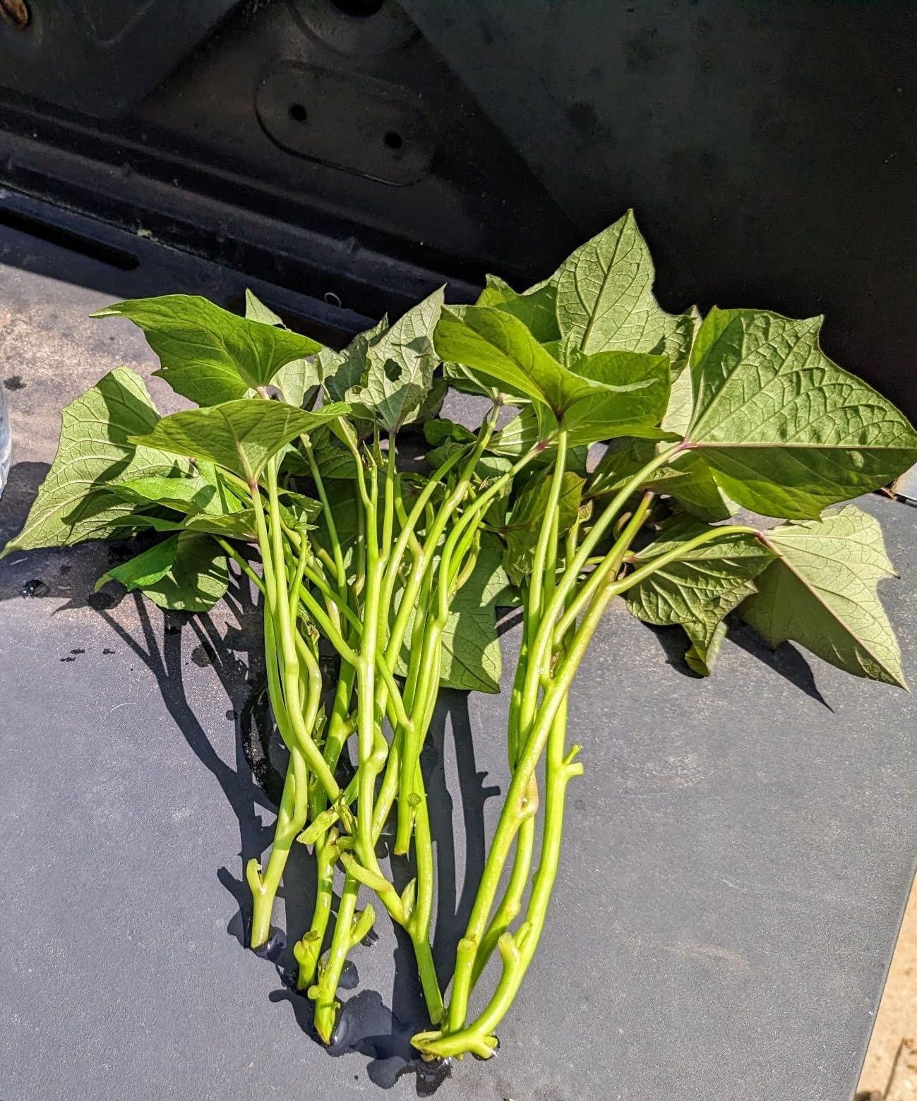 Amazon.com : 10 Yams Slips for Planting - Yellow Murasaki Sweet Potato ...