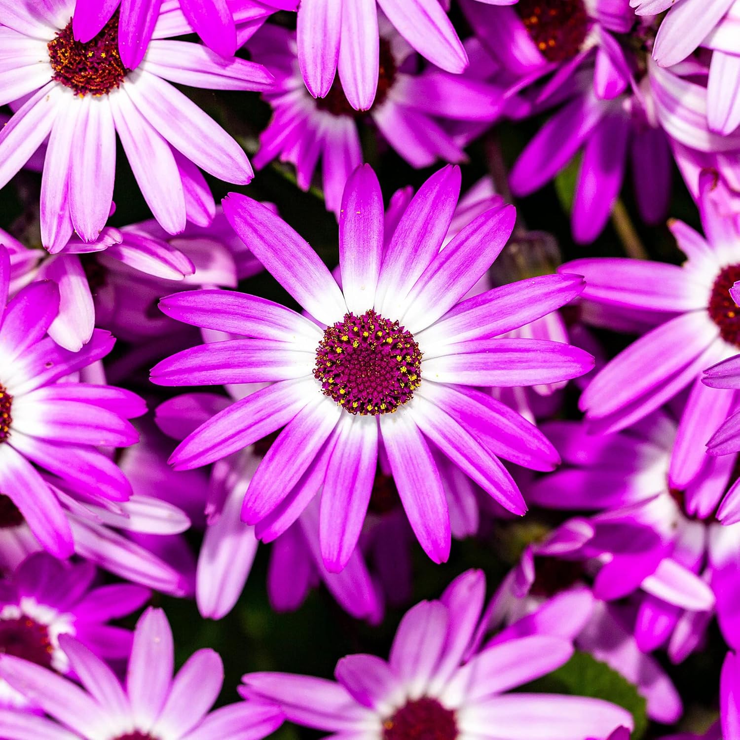Senetti Magenta Bicolour | Perennial Pink White Flowering Outdoor ...