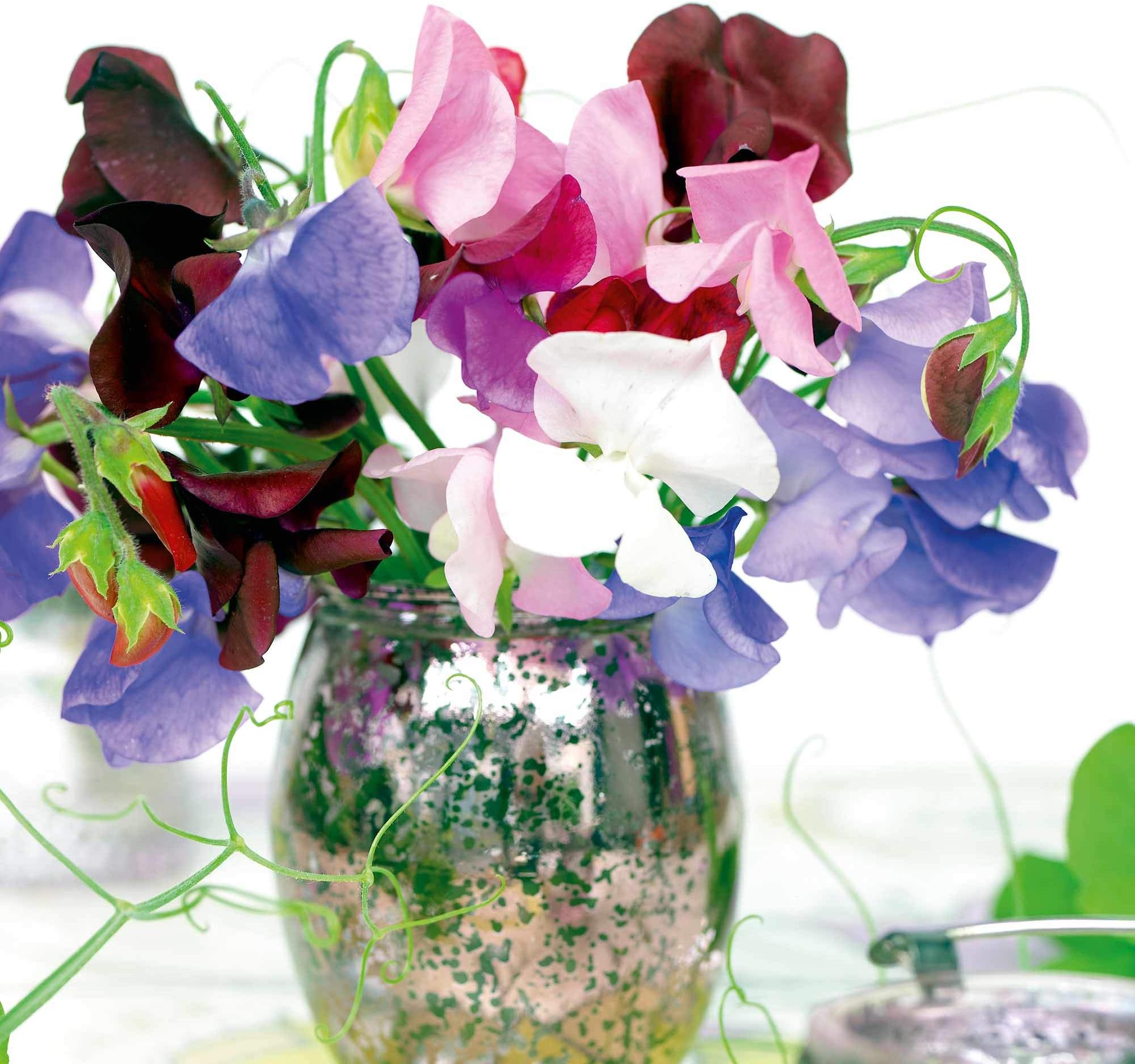 Scented Sweet Pea Seeds Growing Kit - Perfect Gardening Gift Grow Your ...