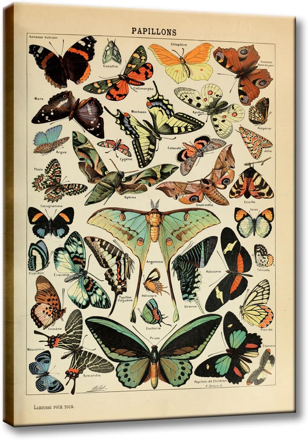 Amazon.com: LEWSGDIYE Vintage Butterflies Wall Decor Various ...