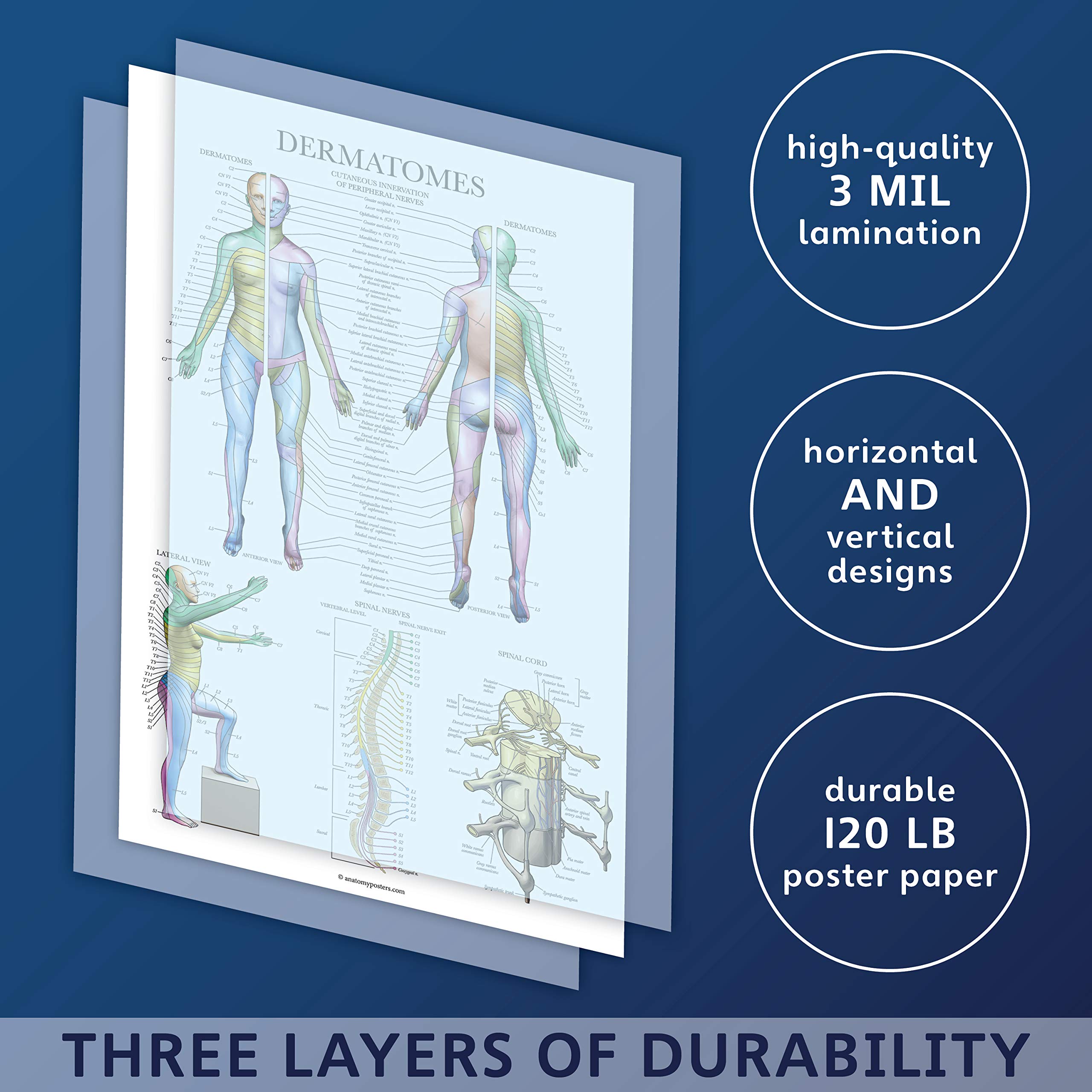 Buy 4 Pack - Anatomical Poster Set - Laminated - Muscular, Skeletal ...