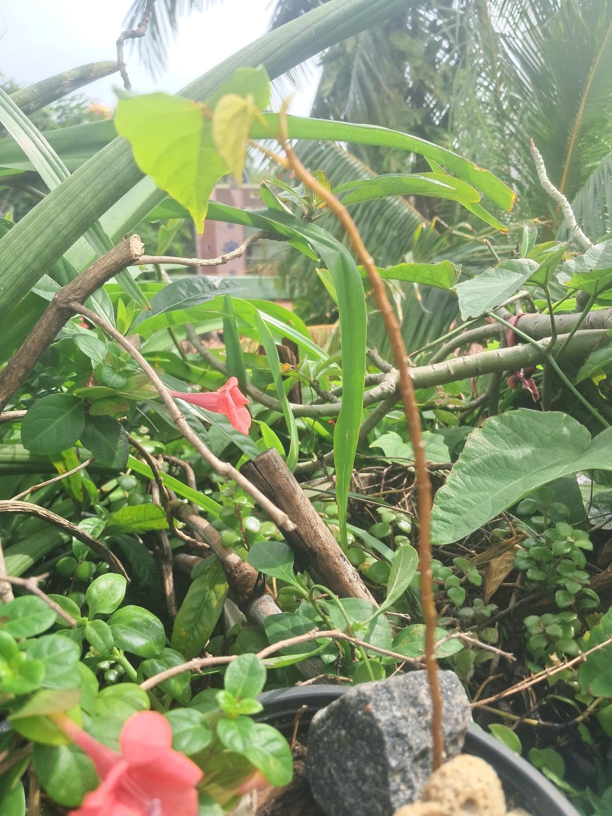 SINDOOR PLANT OUTDOOR GARDEN (ORGANIC) : Amazon.in: Garden & Outdoors