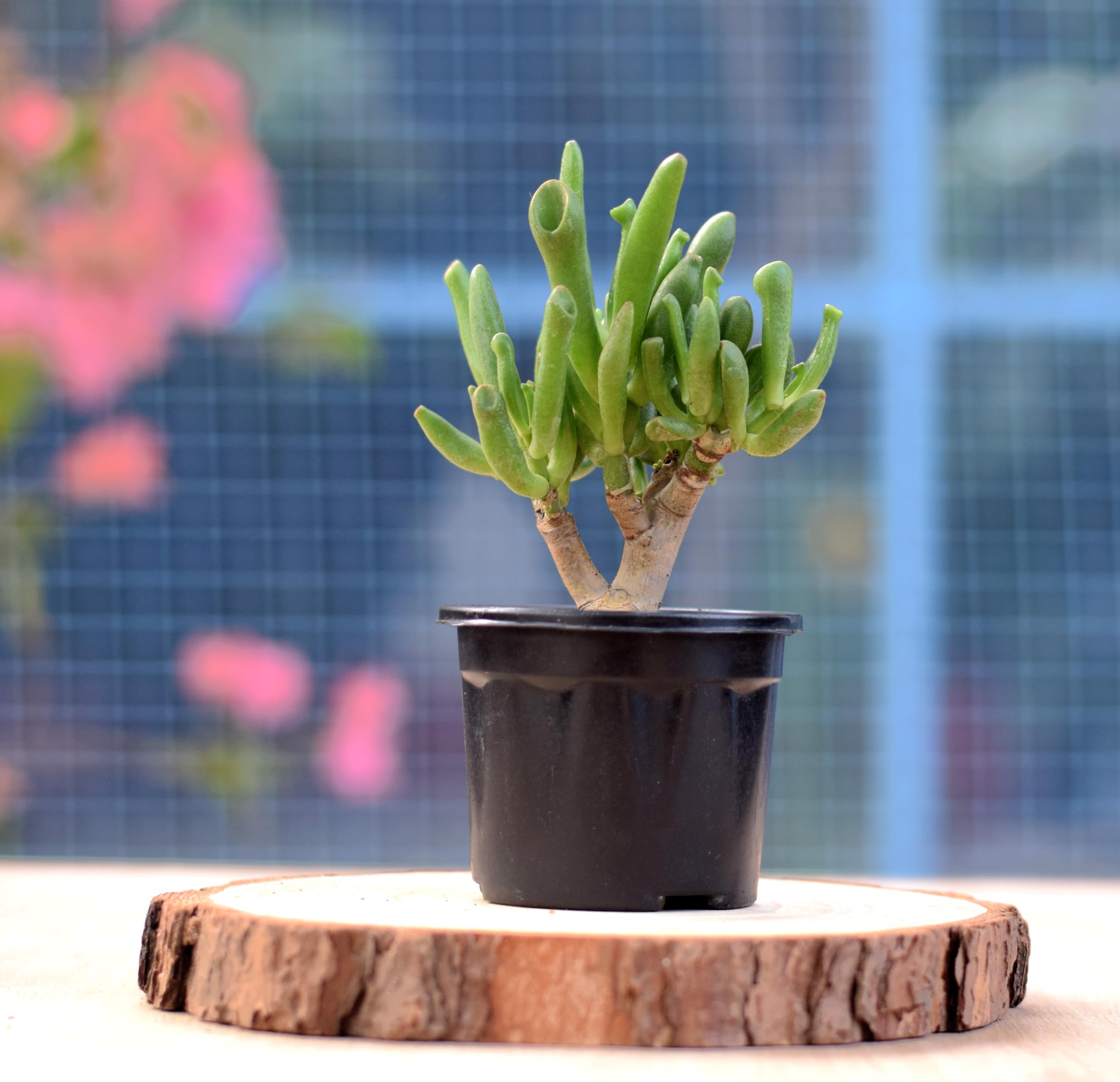 Finger Jade Plant Flower Jade Tree In Los Angeles, CA | Downtown