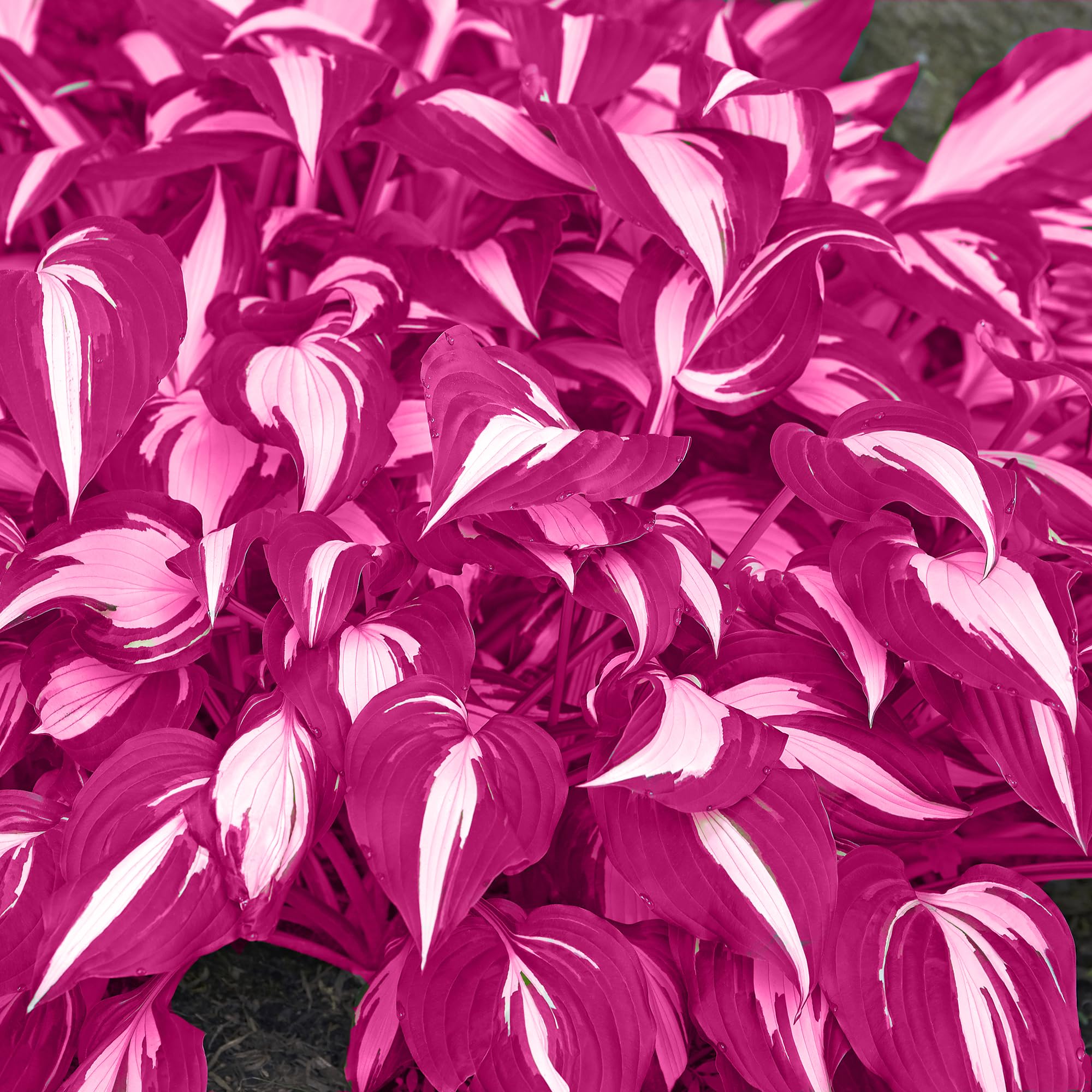 Pink Hostas From Germany