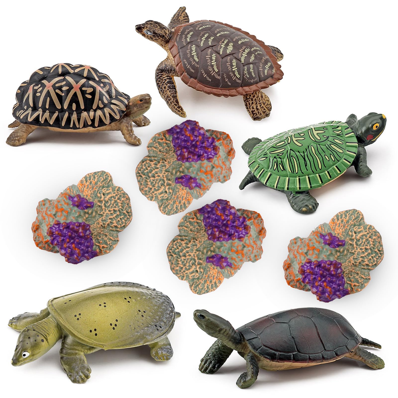 Box Turtle Toys