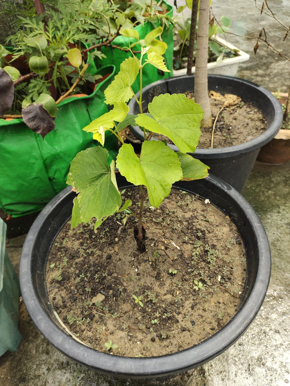 Bhumi Enterprise Sweet Seedless Ball Black Grape Plant/kala Angoor Air ...