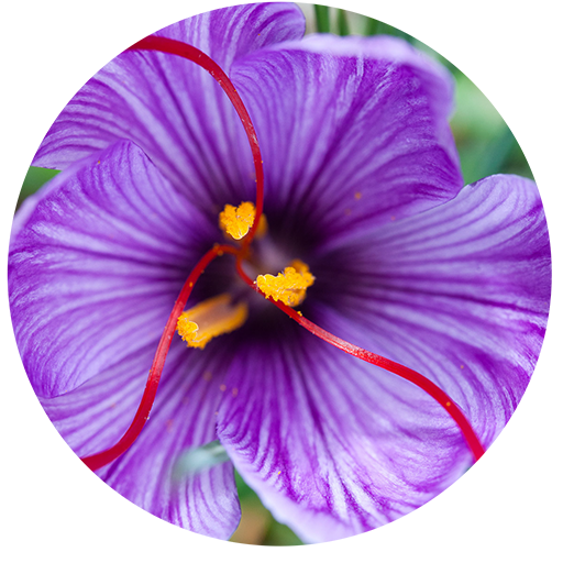 Benefits of Saffron - App on Amazon Appstore