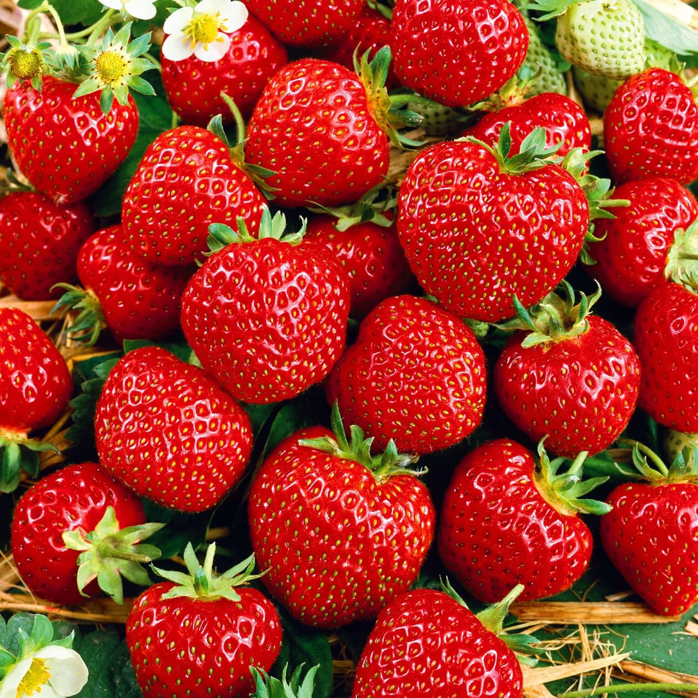 Ever Sweet Strawberry Plants Honeoye Strawberry Plants High Yields