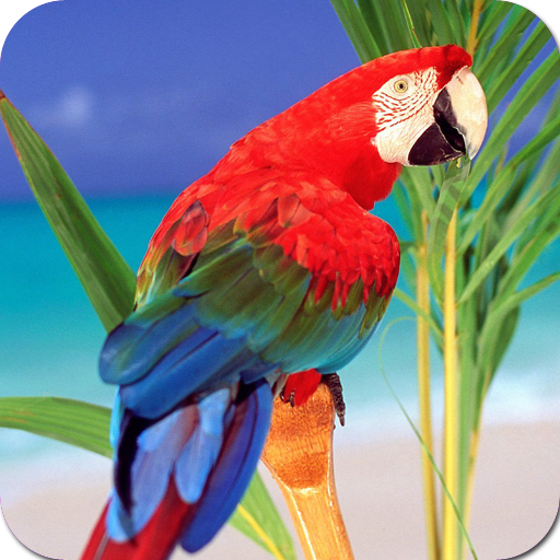 Beautiful Birds Wallpapers - App on Amazon Appstore