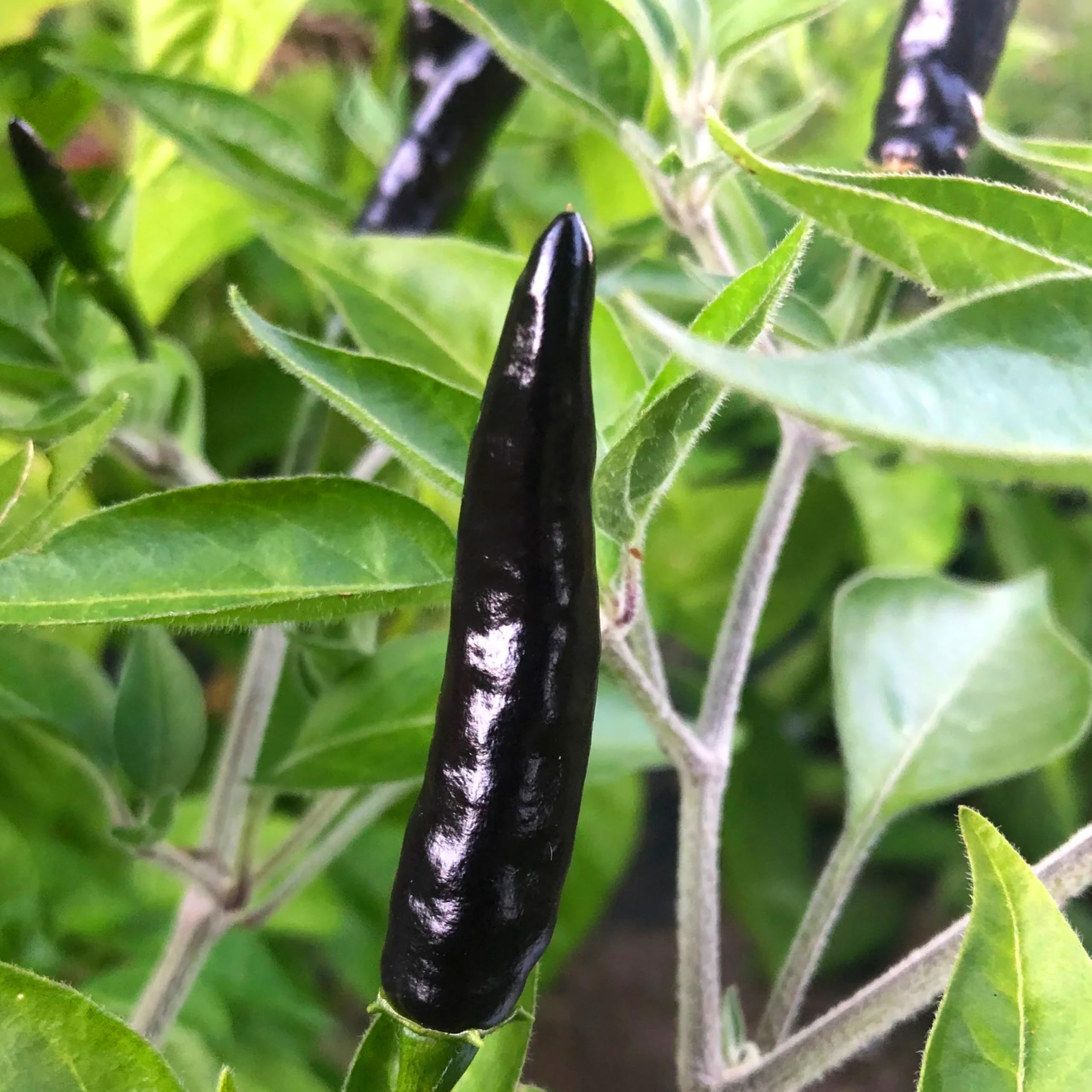 Amazon.com : KVITER 30 Black Cobra Hot Chili Pepper Seeds - Rare ...