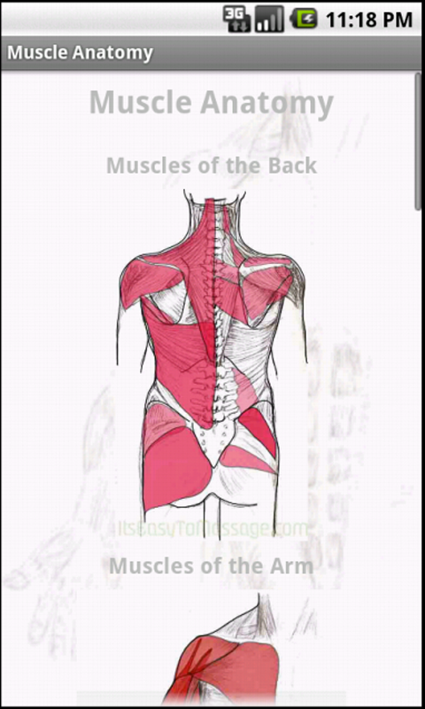 Muscle Anatomy Quick Reference - Application sur Amazon Appstore