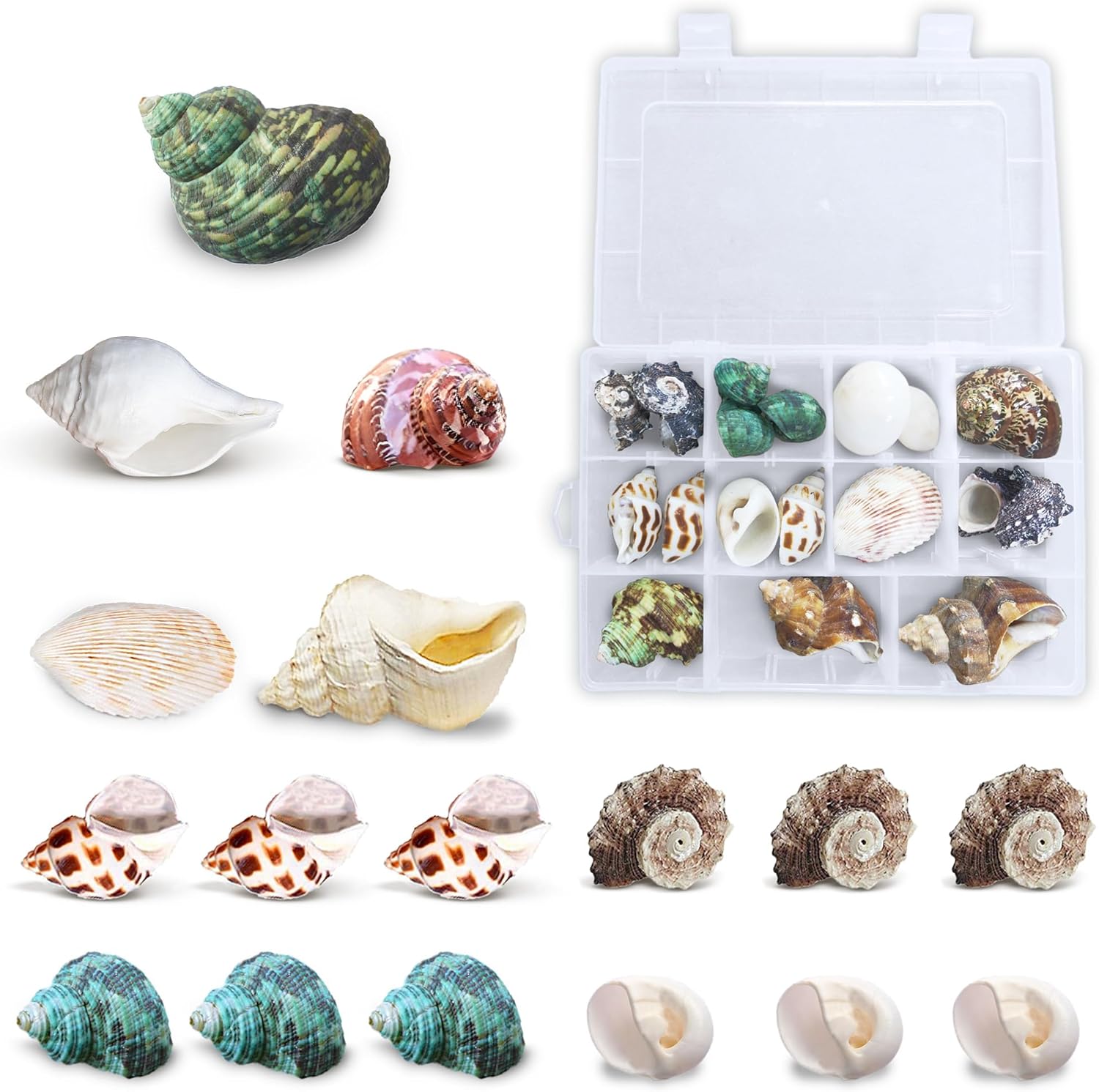 Amazon.com : JOR Hermit Crab Shells, A Must for New Starter Habitats ...