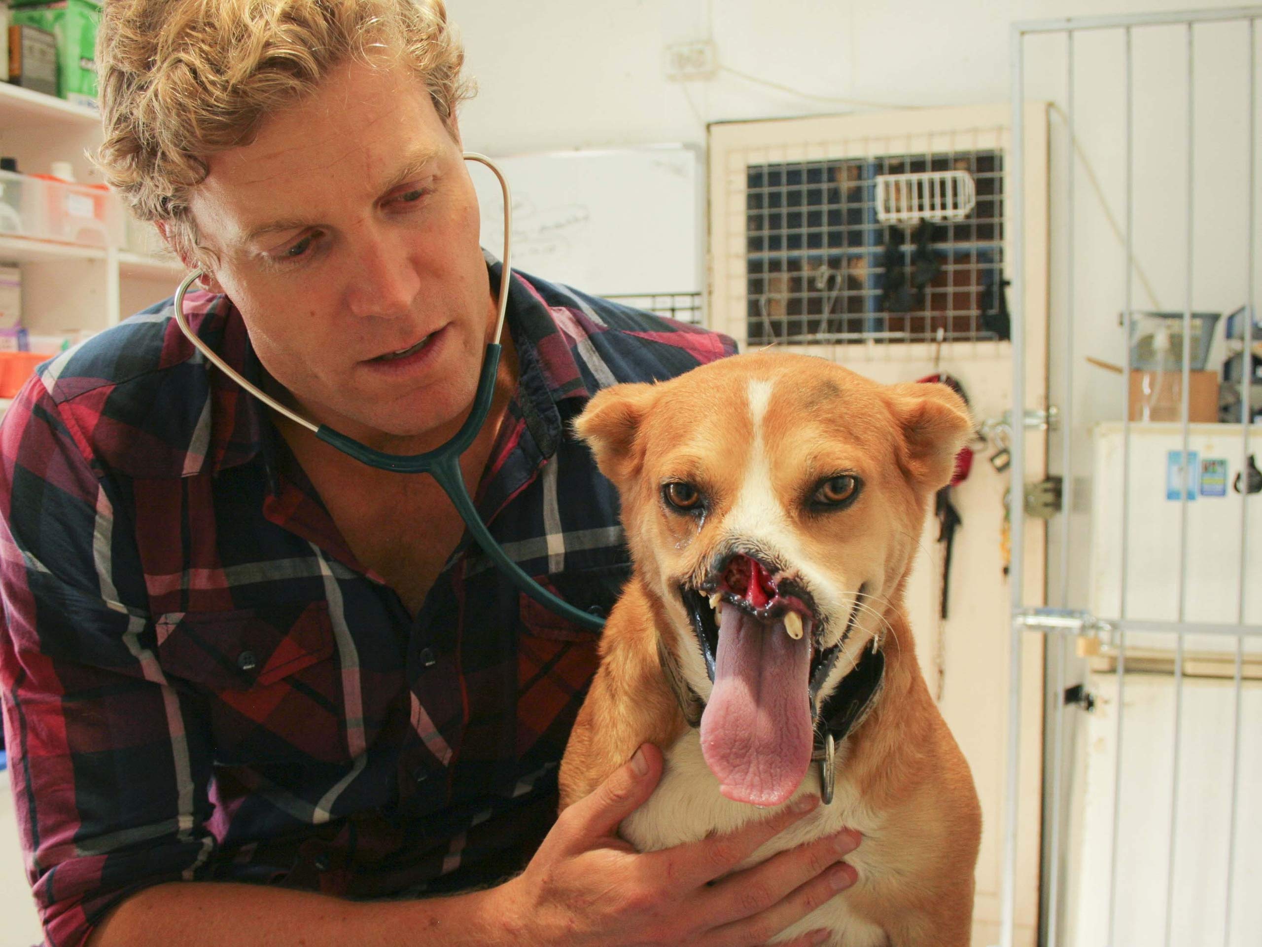 What Happened To Poppy The Dog Fiji