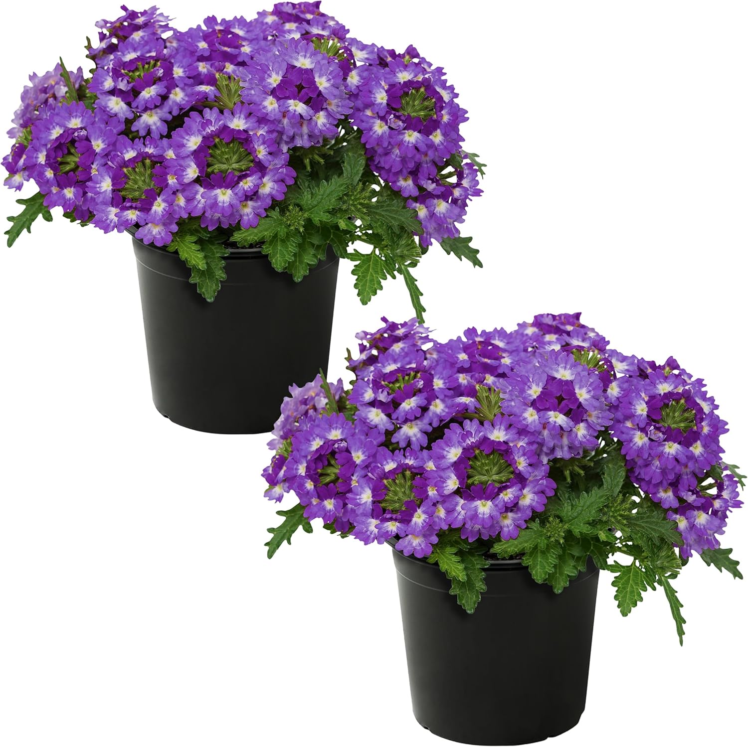 Amazon.com : Live Flowering Verbena - Purple Bicolor (2 Plants Per Pack ...