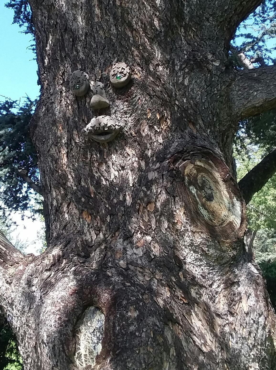 Amazon.com : Genuine Tree Peeple Mr. Mapleshade Tree Face : Tree Plants ...