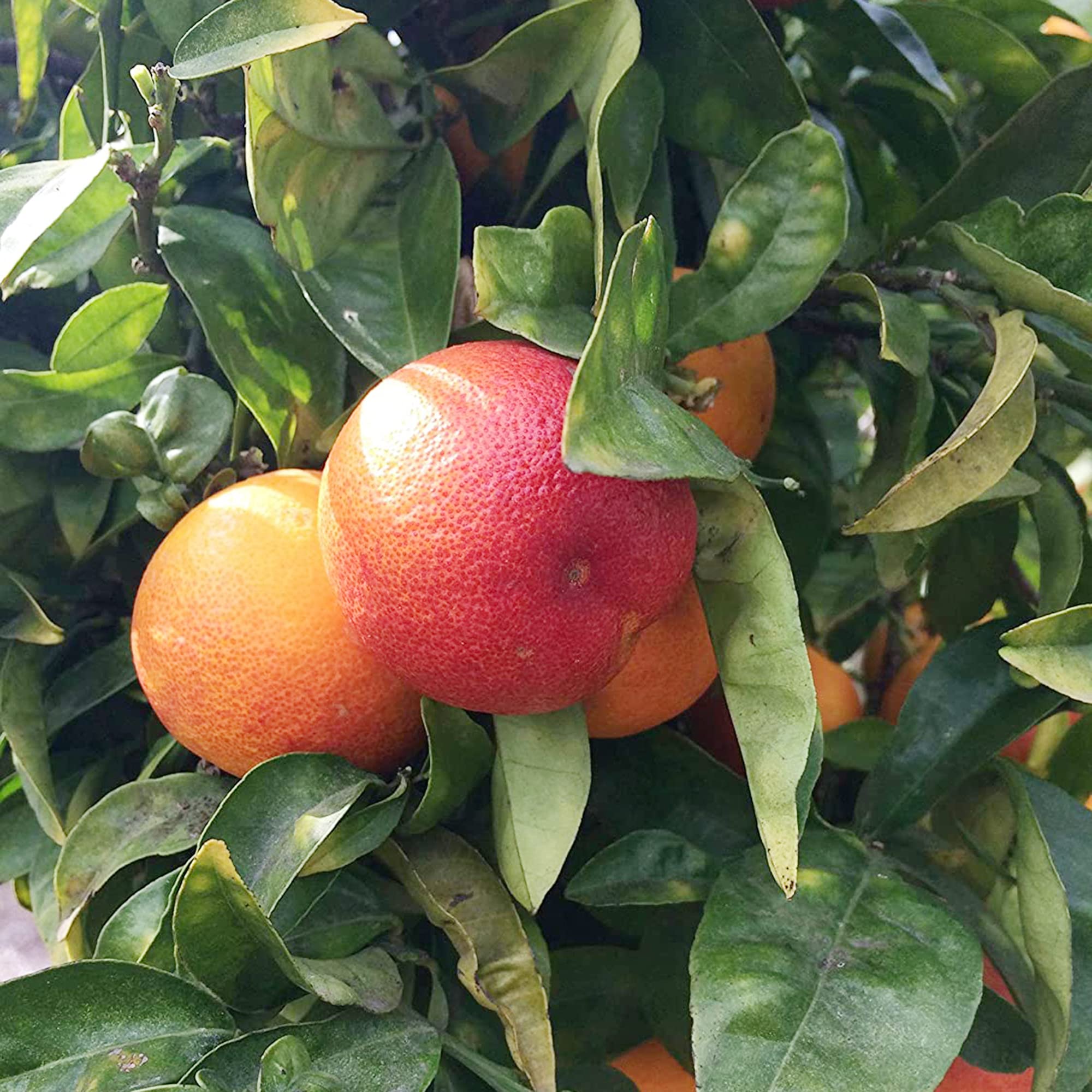 Blood Orange Tree Seeds