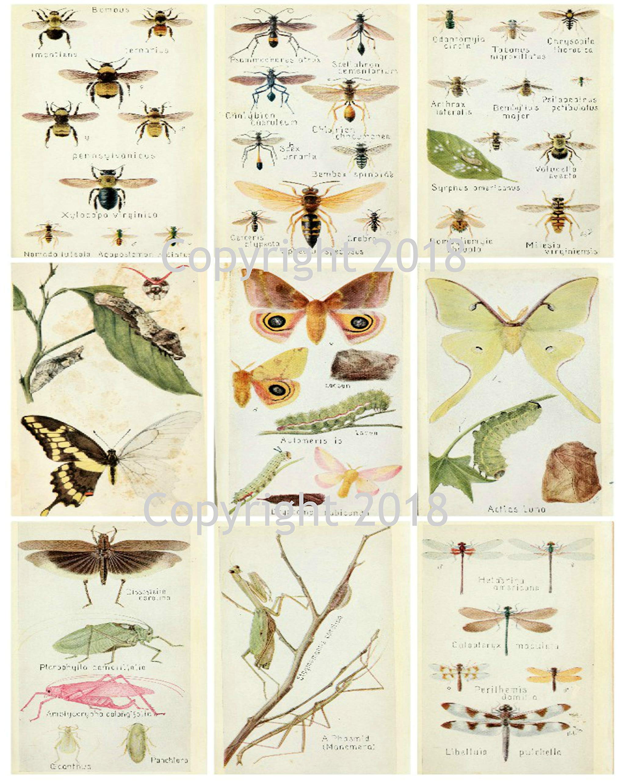 Amazon.com: Printed Bees and Insects Collage Sheet 8.5 x 11 Printed ...