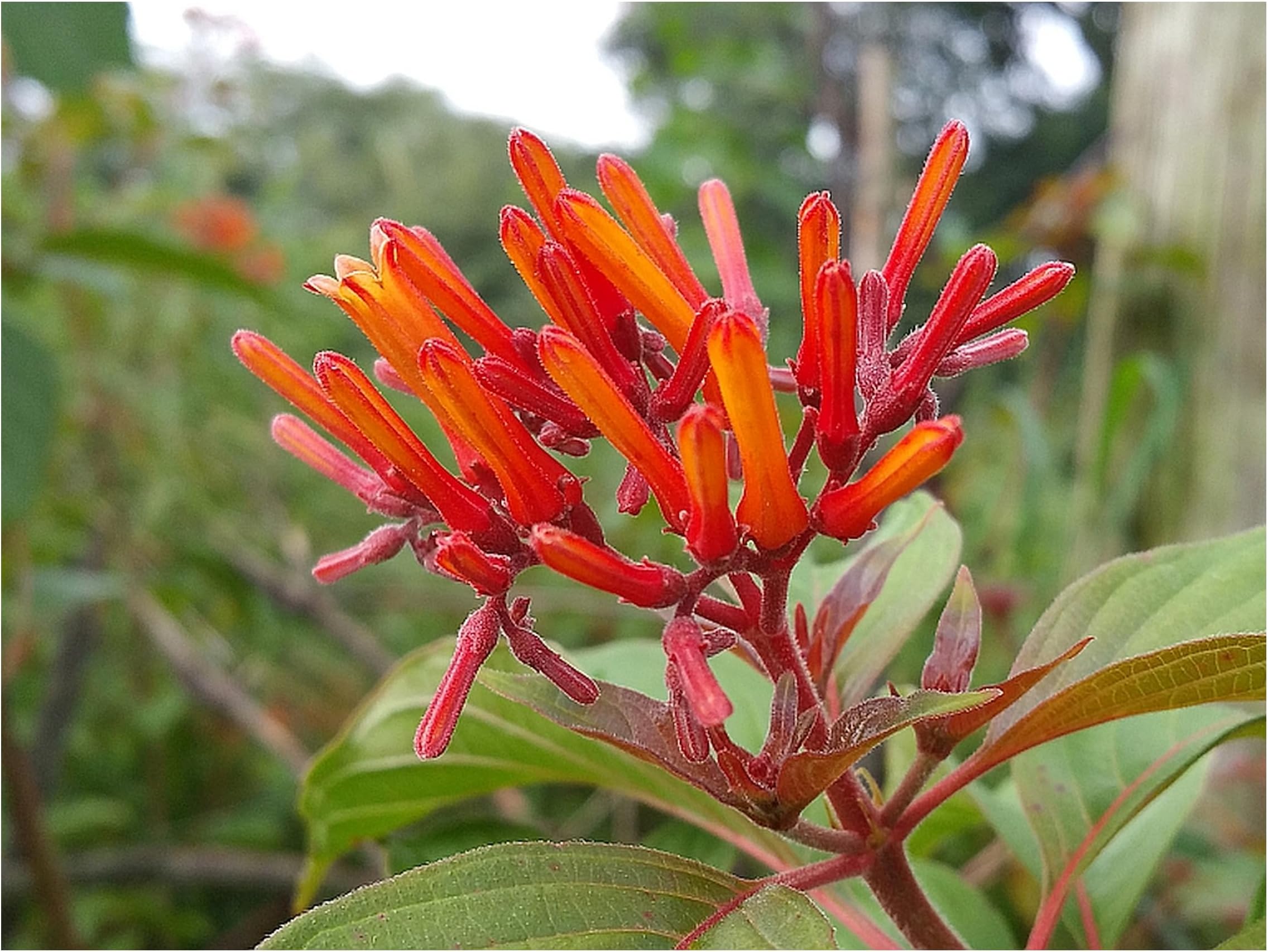 Amazon.com : Scarlet FIREBUSH Live Plant Shrub Hamelia Patens Florida ...